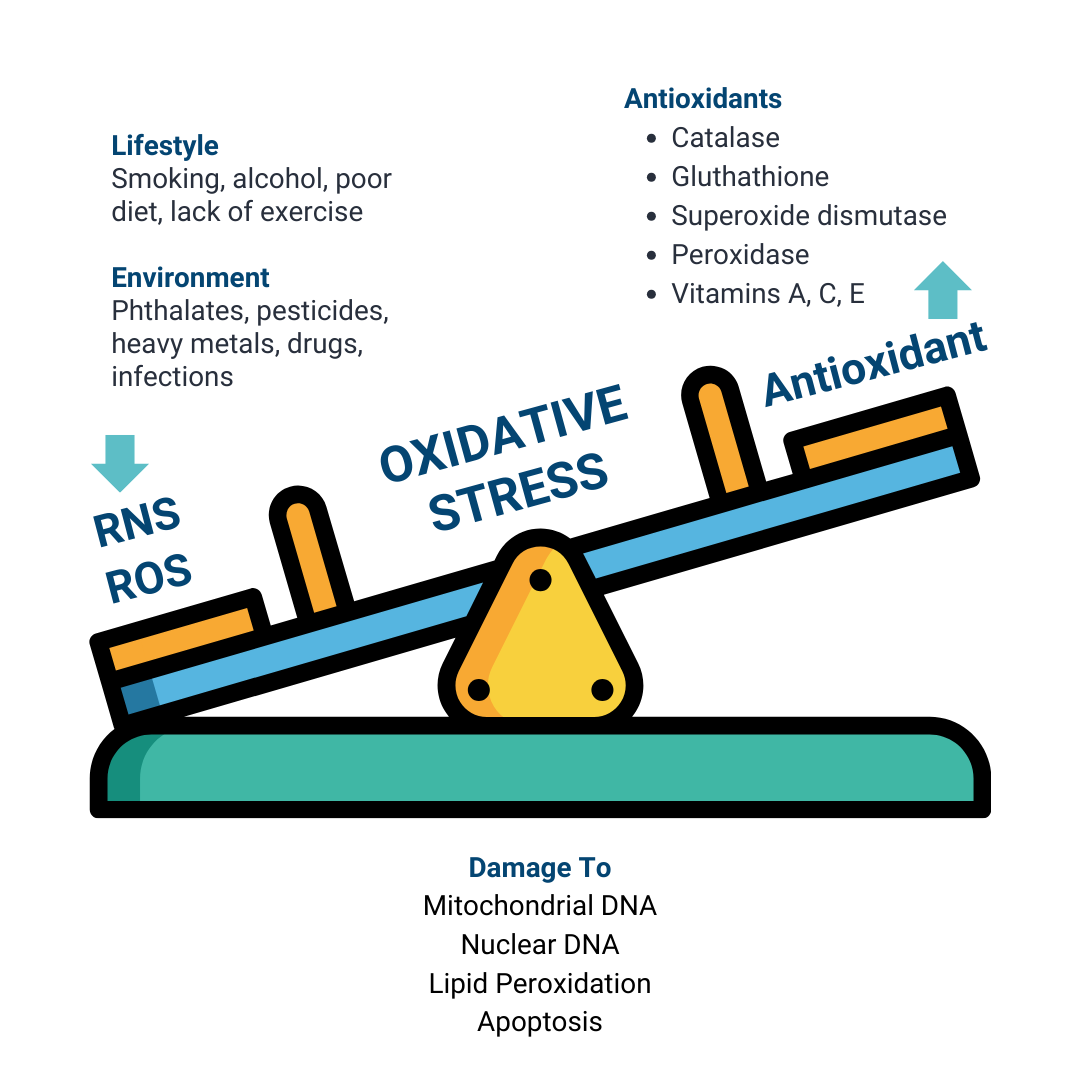 How Oxidative Stress Influences Biological Aging