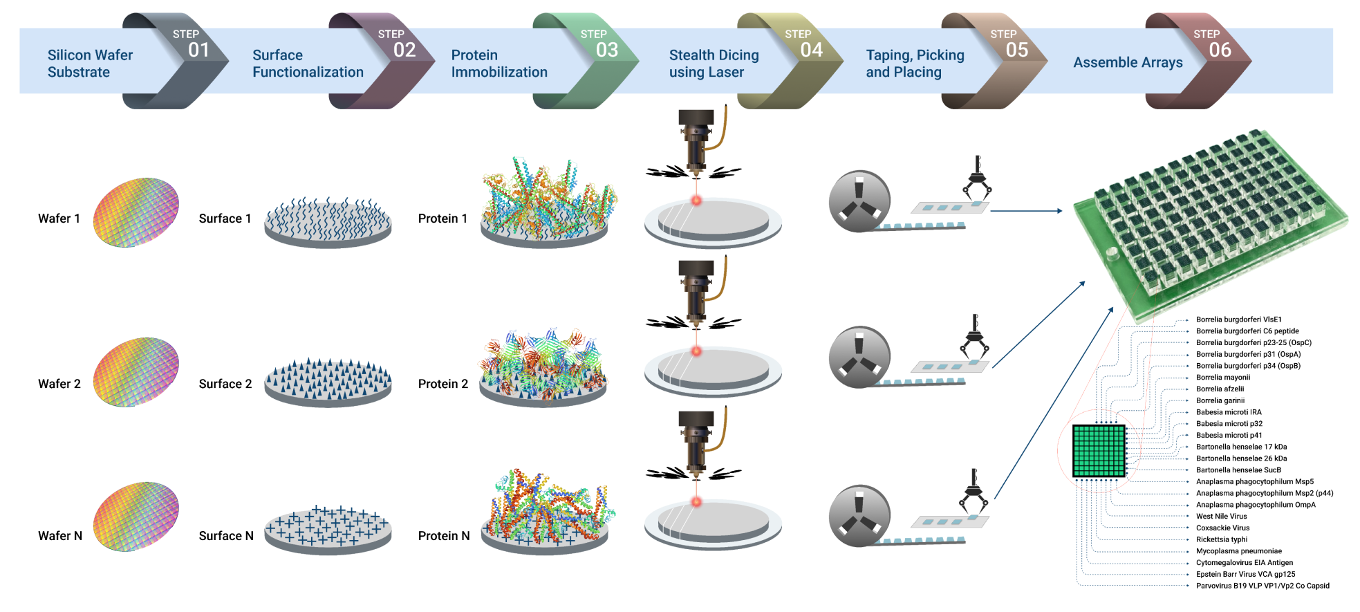 Research Spotlight: Protein Microarray for Comprehensive Tickborne Testing
